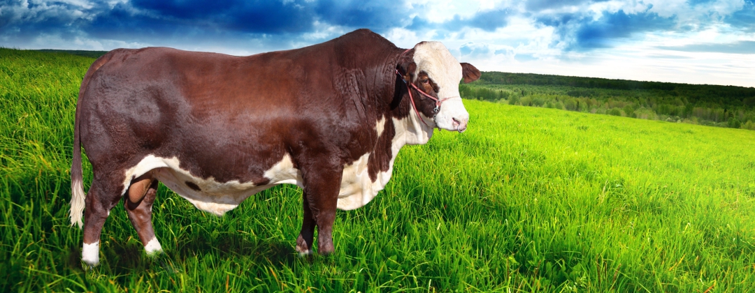 SA Braford – South African Braford Cattle Breeders Society